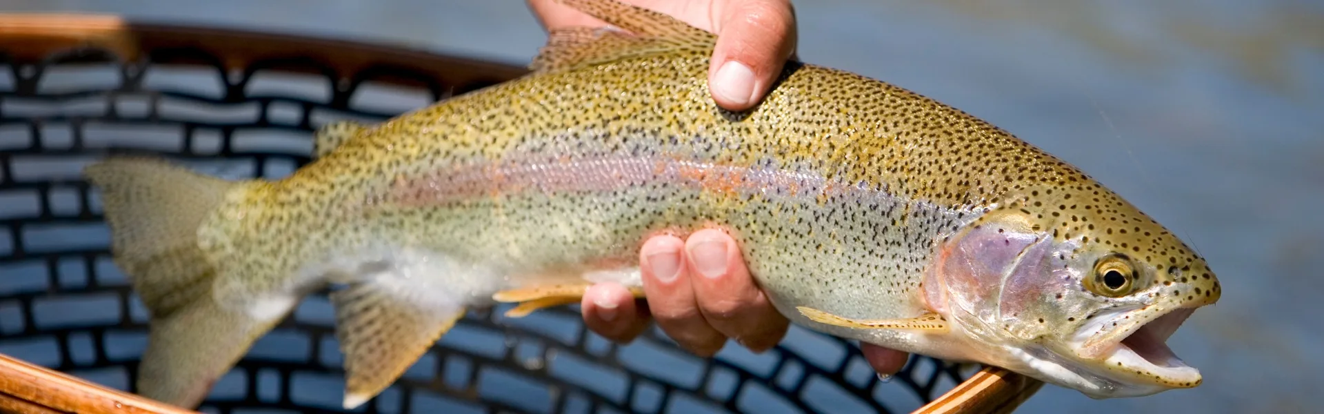 Trout Flies - Precision Nymphs & Dries | Rivfly